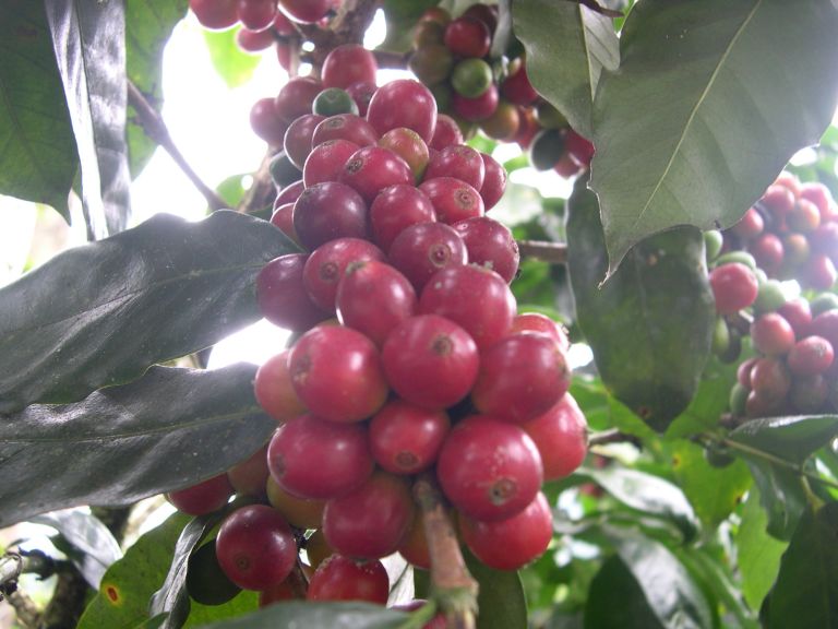 Costa Rica Coffee Tour - Explornatura